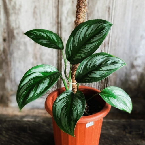 Scindapsus (Scindapsus Treubii) Plant Care & How to Grow, Water