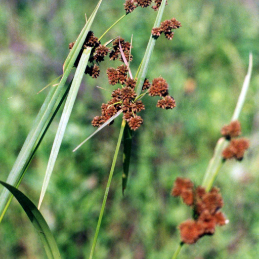 Green Bulrush (Scirpus Atrovirens) Plant Care & How to Grow, Water