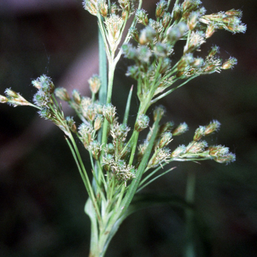 Rufous Bulrush (Scirpus Pendulus) Plant Care & How to Grow, Water
