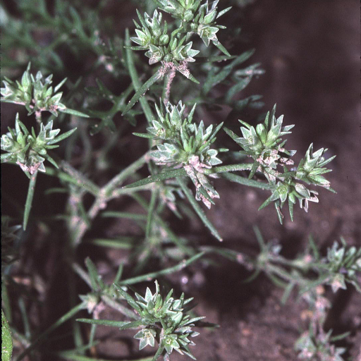 German Knotwort (Scleranthus Annuus) Care Guide: Water, Soil ...