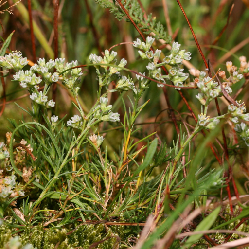 Perennial Knawel (Scleranthus Perennis) Plant Care & How to Grow, Water
