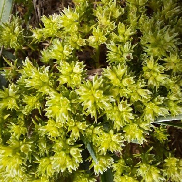 Scleranthus Uncinatus Care Guide: Water, Soil & Propagation - Plantiary