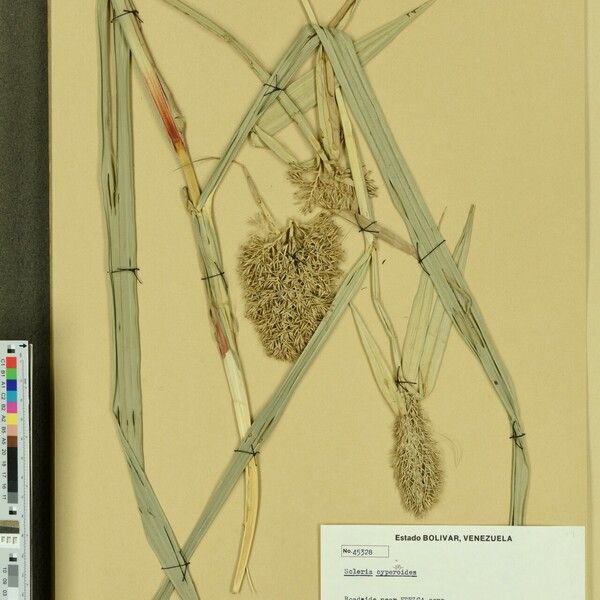 Scleria Martii Care Guide: Water, Soil & Propagation - Plantiary