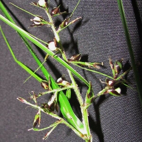 Razor-Grass (Scleria Secans) Plant Care & How to Grow, Water