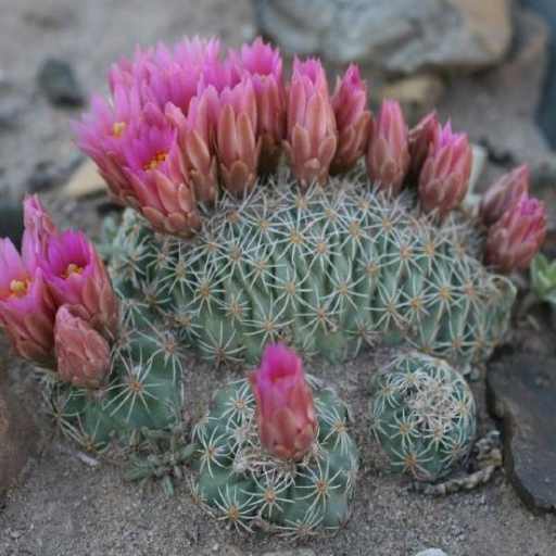 Pariette Cactus (Sclerocactus Brevispinus) Plant Care & How to Grow, Water