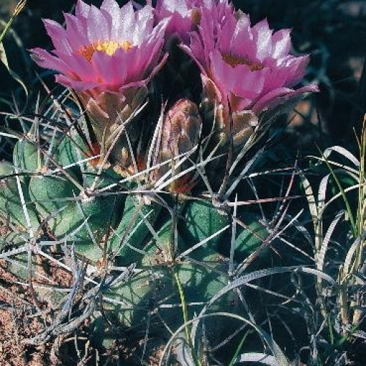 Colorado Hookless Cactus (Sclerocactus Glaucus) Plant Care & How to ...
