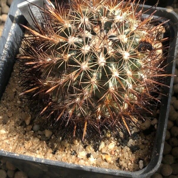 Scheer's Fish-Hook Cactus (Sclerocactus Scheeri) Care Guide: Water ...