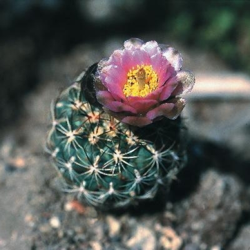 Uinta Basin Hookless Cactus (Sclerocactus Wetlandicus) Plant Care & How ...
