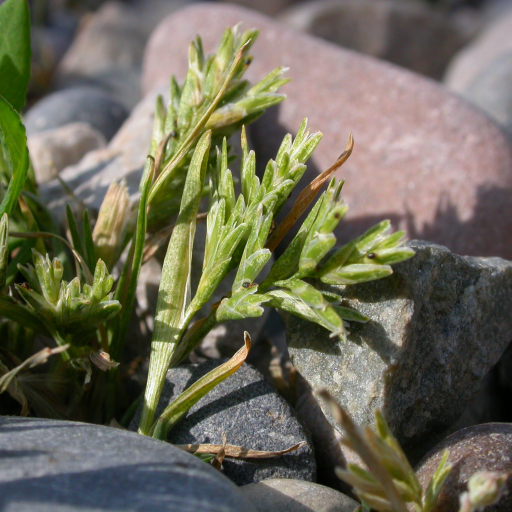 Common Hardgrass (Sclerochloa Dura) Plant Care & How to Grow, Water