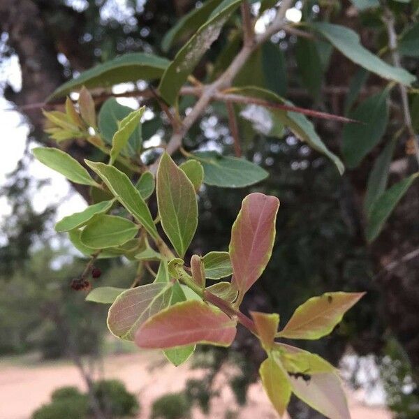 Thorn Pear (Scolopia Zeyheri) Plant Care & How to Grow, Water