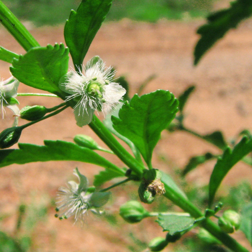 Licorice Weed (Scoparia Dulcis) Plant Care & How to Grow, Water