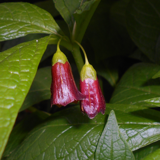 Scopolia (Scopolia Carniolica) Plant Care & How to Grow, Water