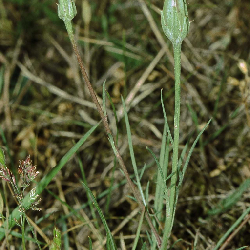 Cutleaf Vipergrass (Scorzonera Laciniata) Plant Care & How to Grow, Water