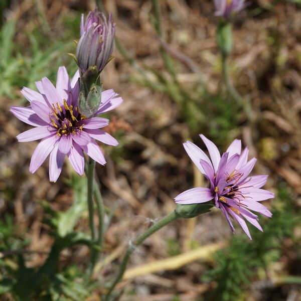 Scorzonera Undulata Plant Care & How to Grow, Water
