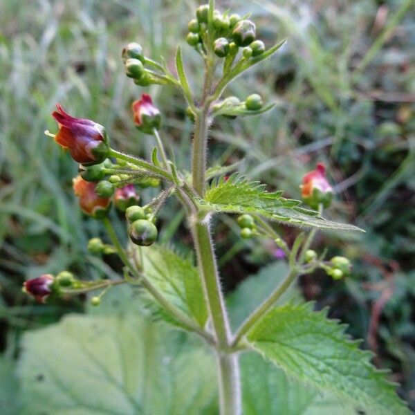 Italian Figwort (Scrophularia Alpestris) Plant Care & How to Grow, Water