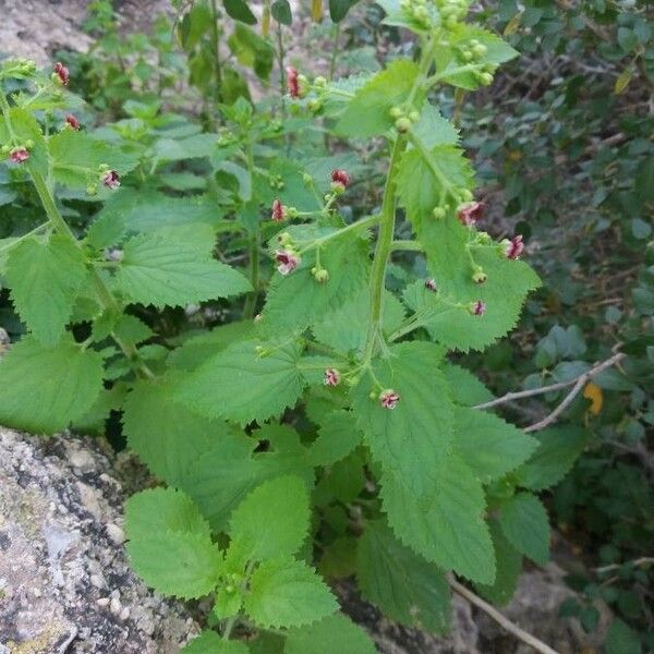 Scrophularia Arguta Plant Care & How to Grow, Water