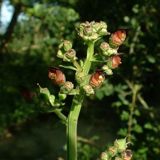 Water Figwort (Scrophularia Auriculata) Plant Care & How to Grow, Water