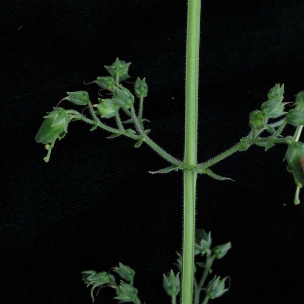 Scrophularia Elatior Plant Care & How to Grow, Water