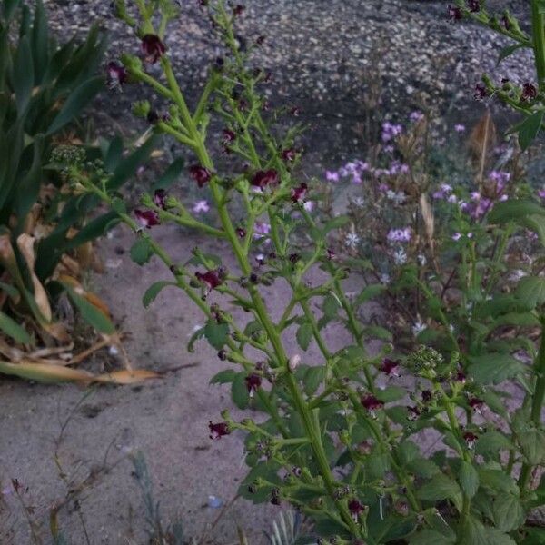 Scrophularia Frutescens Plant Care & How to Grow, Water