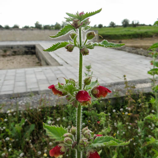 Scrophularia Grandiflora Plant Care & How to Grow, Water
