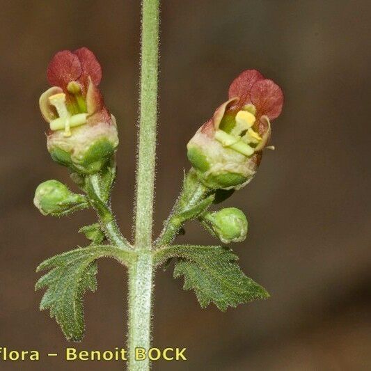 Scrophularia Laevigata Care Guide: Water, Soil & Propagation - Plantiary