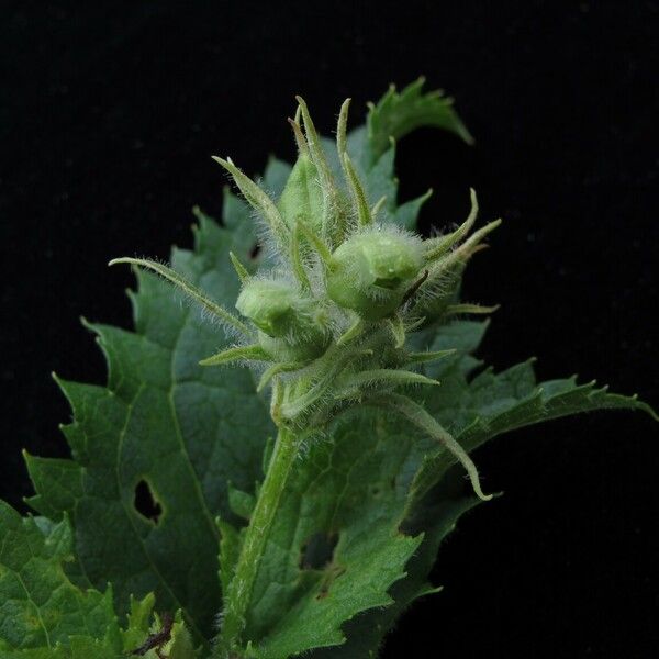 Scrophularia Pauciflora Plant Care & How to Grow, Water