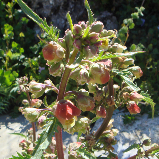 Scrophularia Sambucifolia Plant Care & How to Grow, Water
