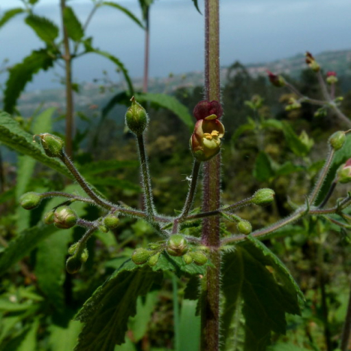 Balm-leaved Figwort (Scrophularia Scorodonia) Plant Care & How to Grow ...
