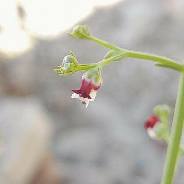 Scrophularia Striata Plant Care & How to Grow, Water