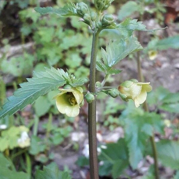 Scrophularia Trifoliata Care Guide: Water, Soil & Propagation - Plantiary