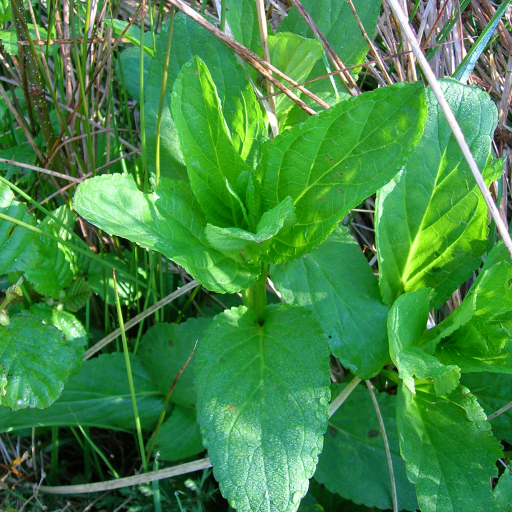 Mercury Bay-Weed (Dichondra Repens) Plant Care & How to Grow, Water