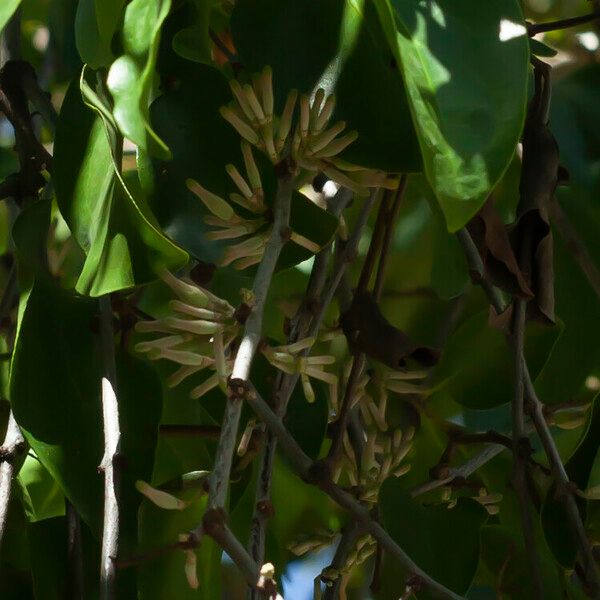 Scurrula Atropurpurea Care Guide: Water, Soil & Propagation - Plantiary