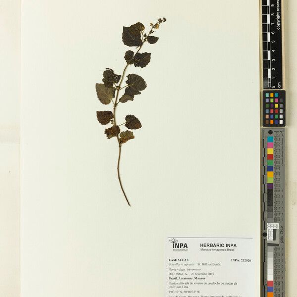 Scutellaria Agrestis Care Guide: Water, Soil & Propagation - Plantiary