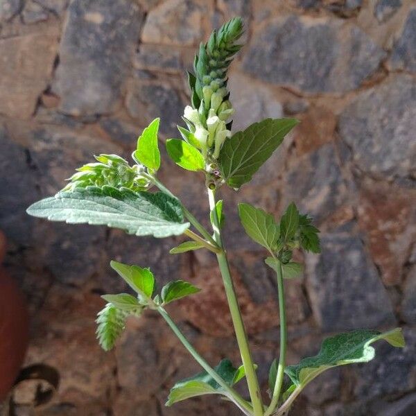Scutellaria Albida Plant Care & How to Grow, Water