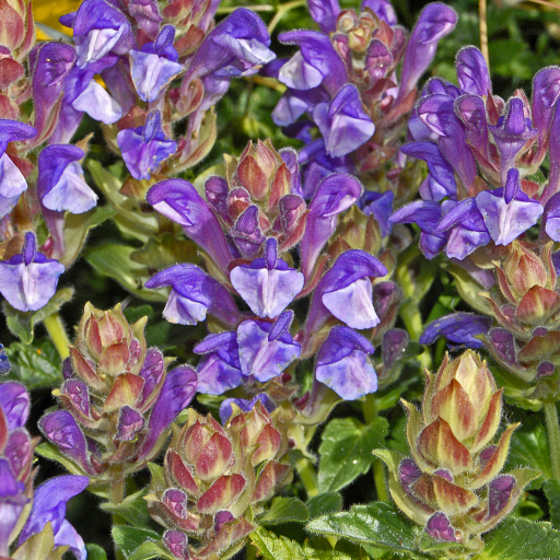 Alpine Scullcap (Scutellaria Alpina) Plant Care & How to Grow, Water