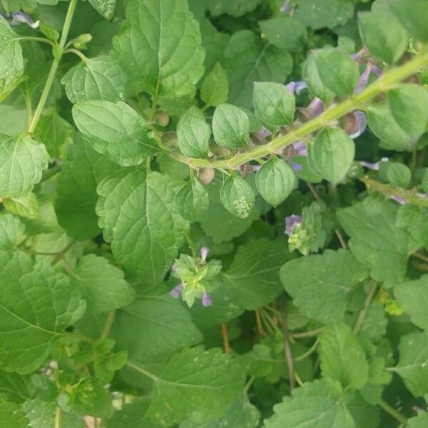 Somerset Skullcap (Scutellaria Altissima) Plant Care & How to Grow, Water