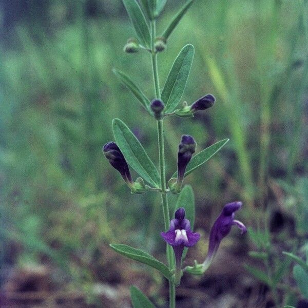 Narrowleaf Skullcap (Scutellaria Angustifolia) Plant Care & How to Grow ...