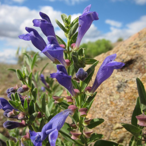 Nose Skullcap (Scutellaria Antirrhinoides) Plant Care & How to Grow, Water