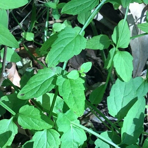 Barbed Skullcap (Scutellaria Barbata) Plant Care & How to Grow, Water