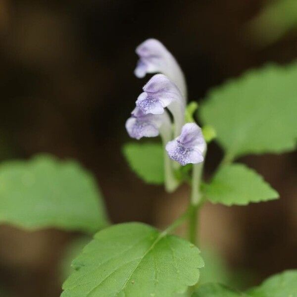 Scutellaria Brachyspica Plant Care & How to Grow, Water