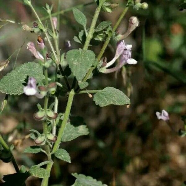 Scutellaria Brevibracteata Plant Care & How to Grow, Water