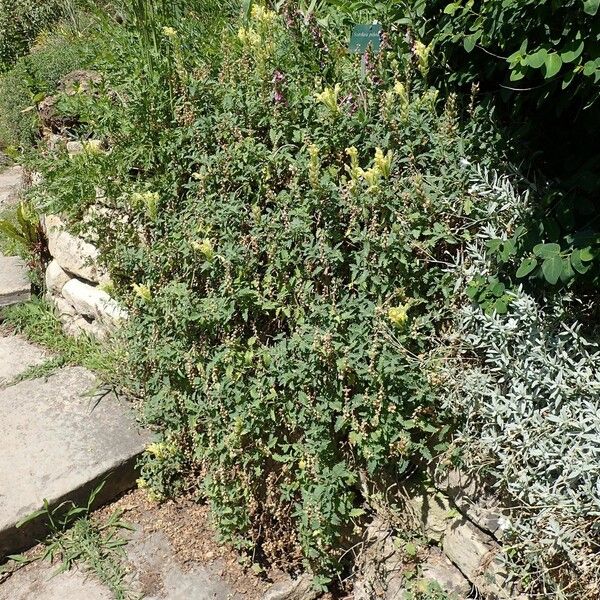 Scutellaria Caucasica Plant Care & How to Grow, Water