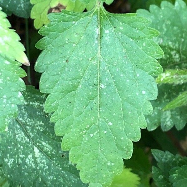 Tall Skullcap (Scutellaria Columnae) Care Guide: Water, Soil ...