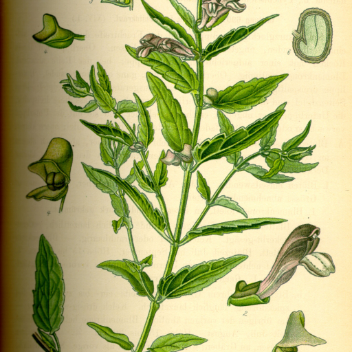 Marsh Scullcap (Scutellaria Galericulata) Plant Care & How to Grow, Water