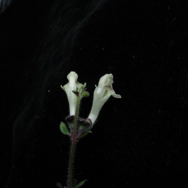Scutellaria Grossa Plant Care & How to Grow, Water