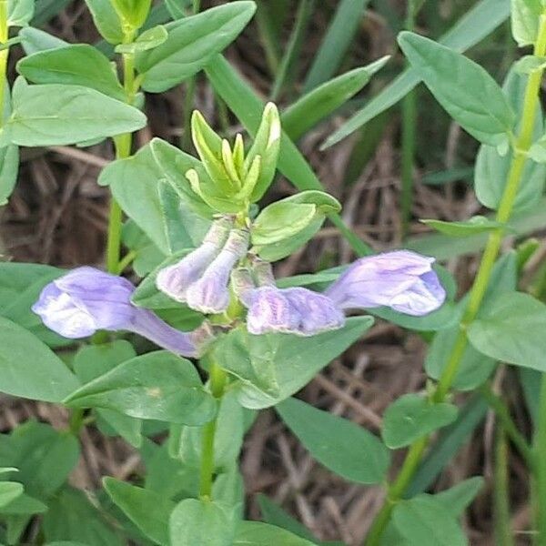 Norfolk Skullcap (Scutellaria Hastifolia) Plant Care & How to Grow, Water