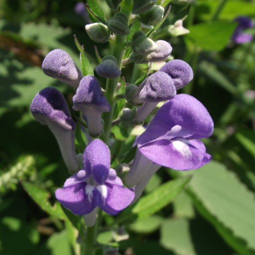 Hoary Skullcap (Scutellaria Incana) Plant Care & How to Grow, Water