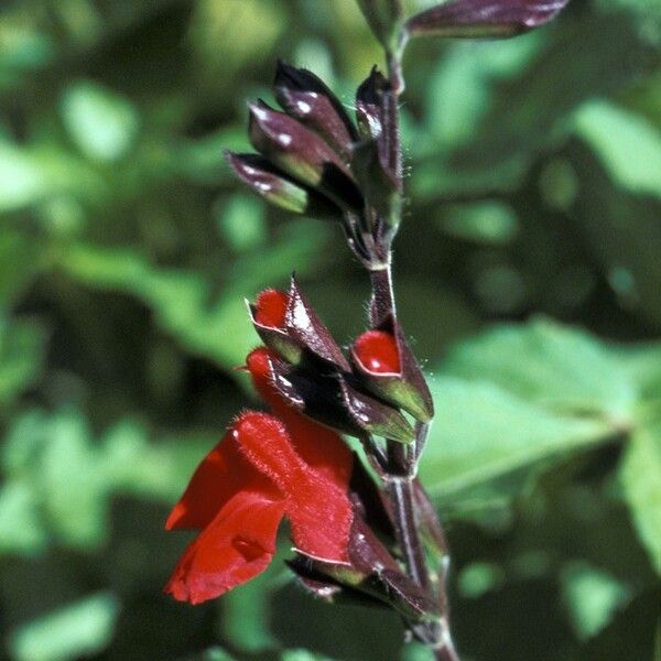 Scutellaria Incarnata Plant Care & How to Grow, Water