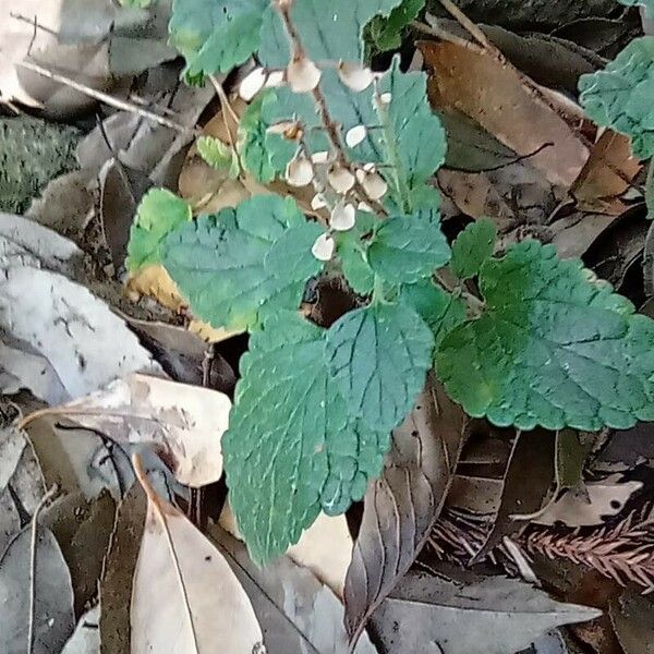 Dwarf Indian Skullcap (Scutellaria Indica) Plant Care & How to Grow, Water