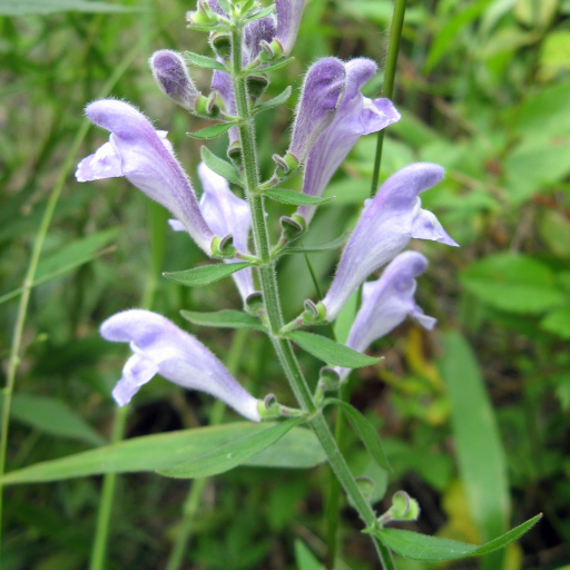 Helmet Flower (Scutellaria Integrifolia) Plant Care & How to Grow, Water